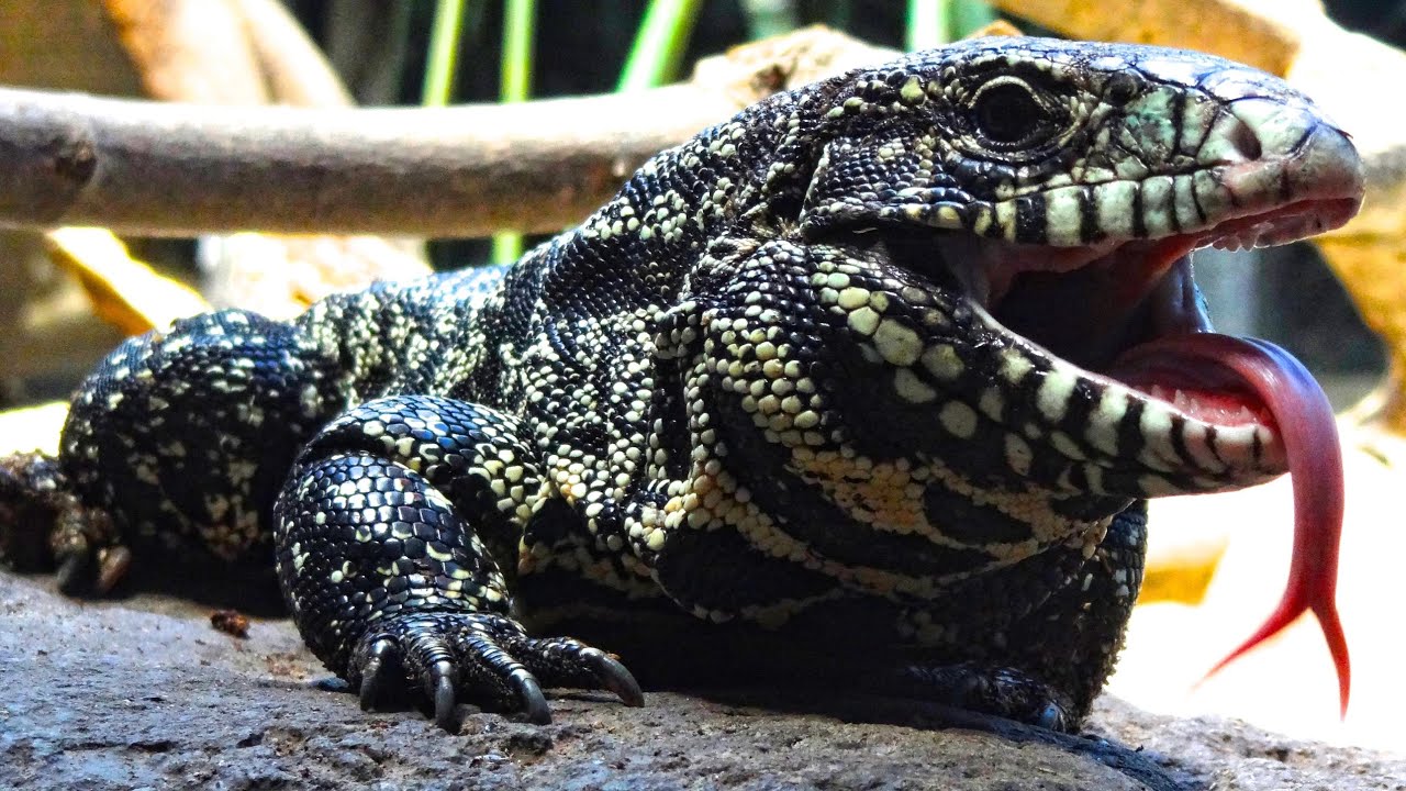 Lizards Falling Out Of Trees in Florida - YouTube