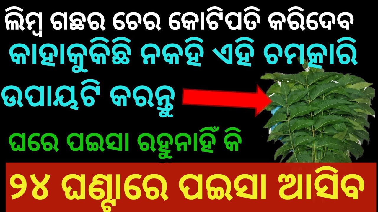 ଲିମ୍ୱଗଛରେ କରିଦିଅନ୍ତୁ ଏହିଉପାୟଟି ୨୪ ଘଣ୍ଟାରେ ପଇସା ଆସିବ//Anuchinta ...