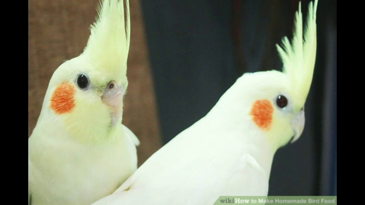 Lutino Cockatiel Male Or Female