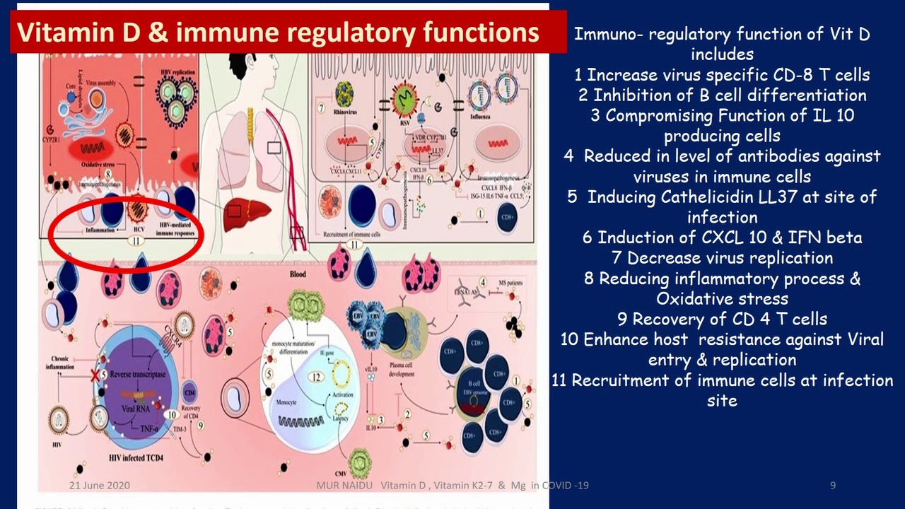 Movie Vit D Source & Immune System - YouTube