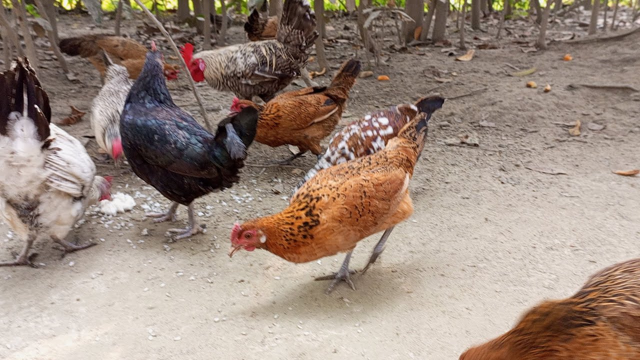 Backyard Chickens Feeding | Free Range Chicken Farming - YouTube