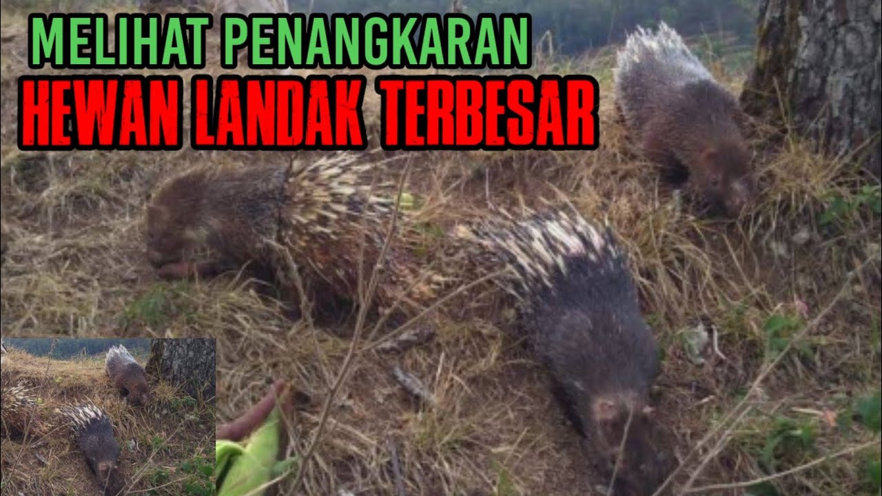 Penangkaran Hewan Landak Terbesar Asia Tenggara - YouTube