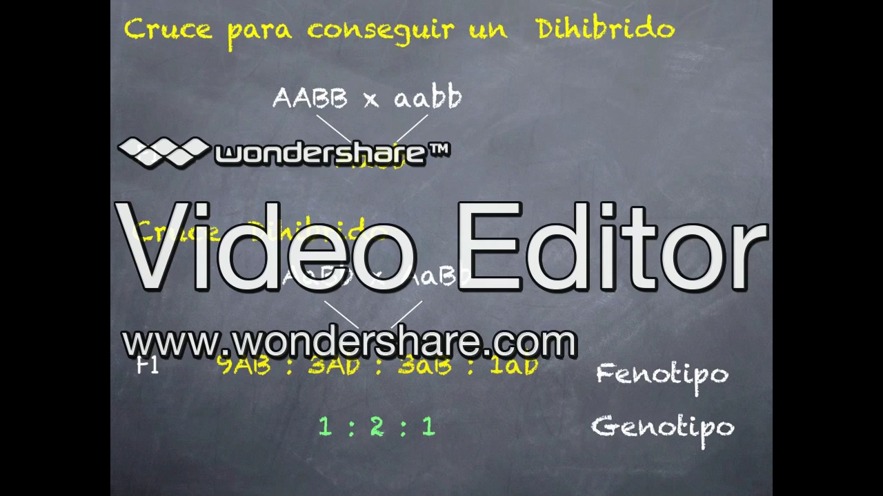 Cruce monohibrido y dihibrido (explicación) - YouTube