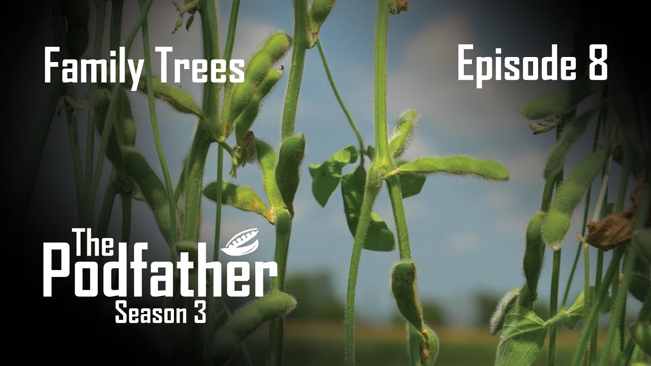 The Podfather | 308 | Family Trees 4K - YouTube