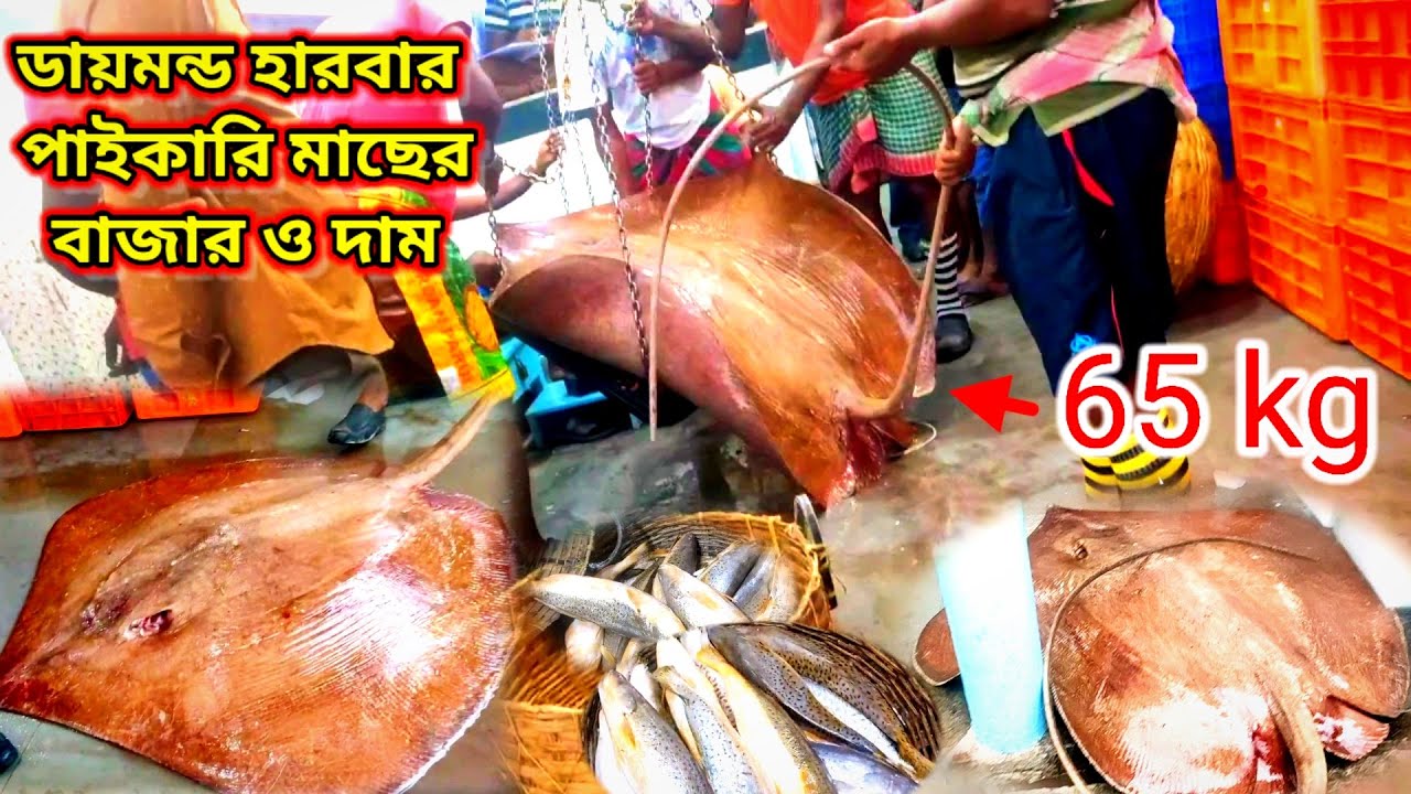 ডায়মন্ড হারবার পাইকারি মাছ বাজার ও দাম। Diamond harbour fish market ll ...