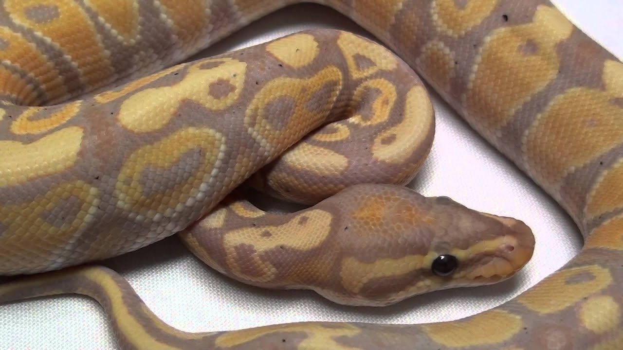 Banana-rama: Banana Ball Python Update - YouTube