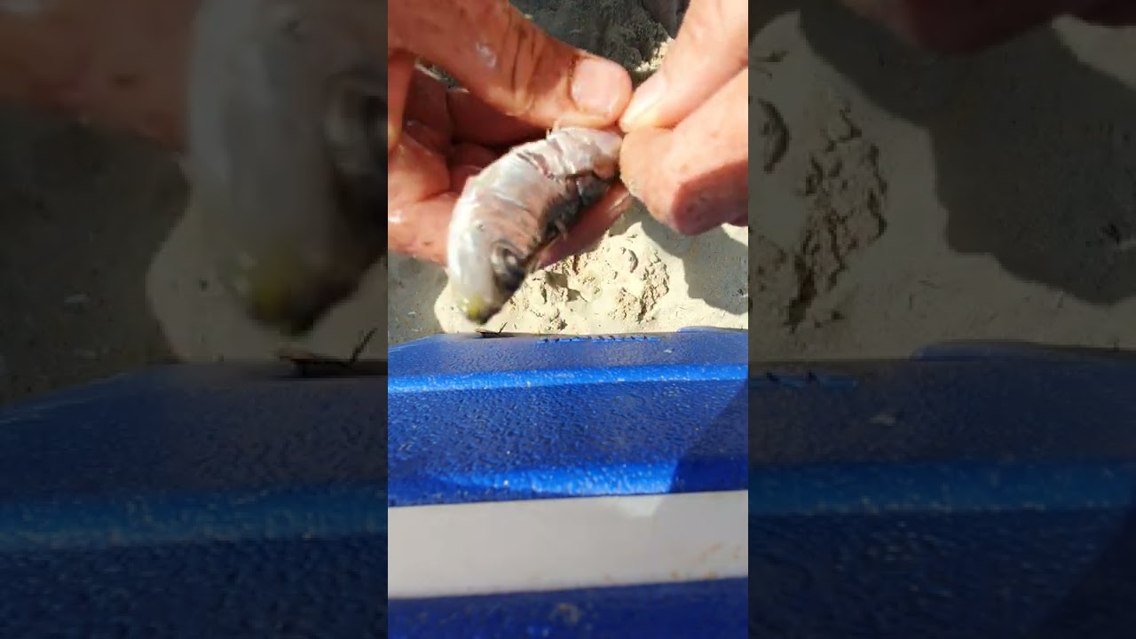 How I rig up Pilchards for fishing. - YouTube