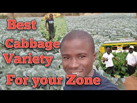 The Best and Right super Cabbage variety to grow in your Zone. - YouTube