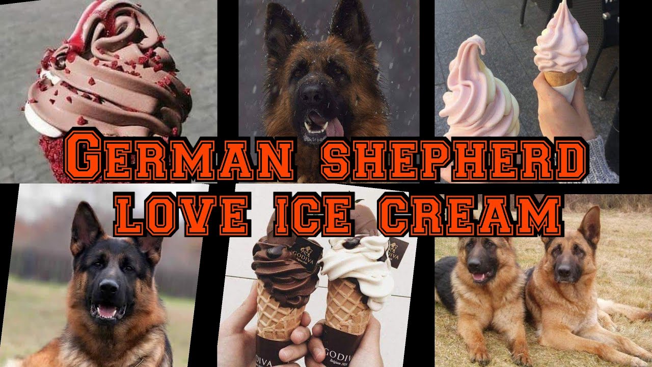 #Germanshepherd#german shepherd love ice cream - YouTube