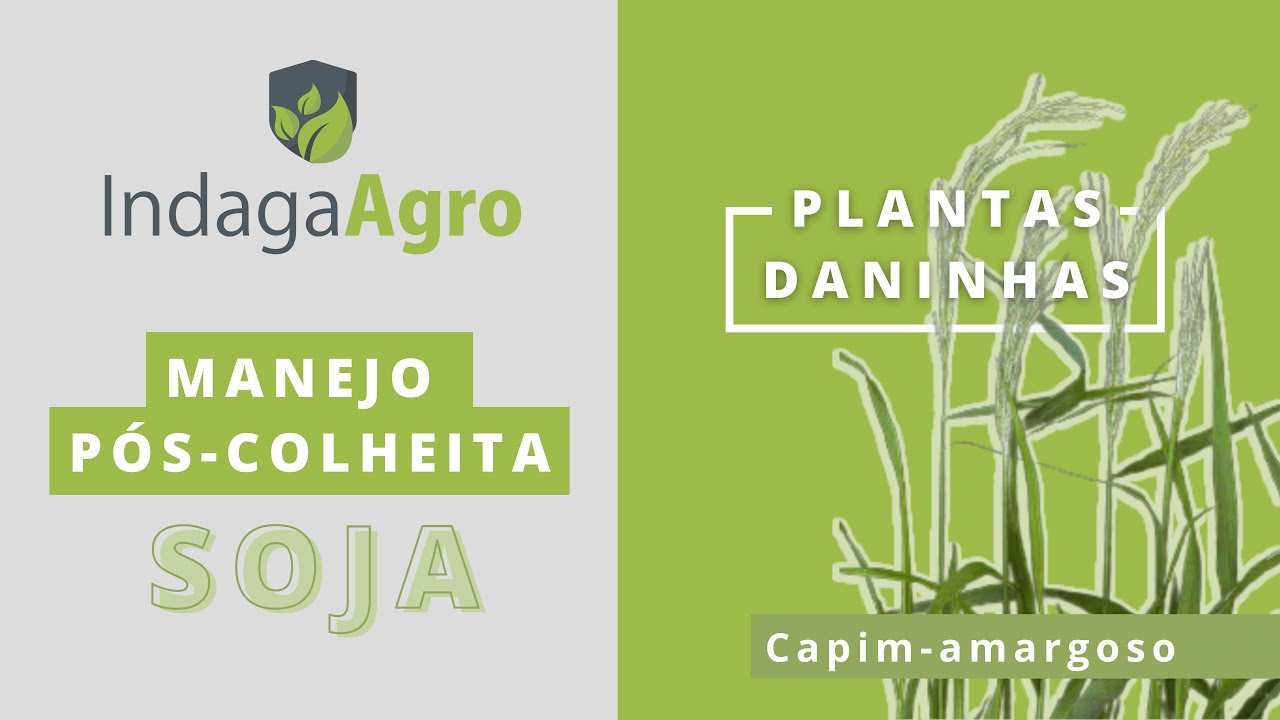 Manejo de Capim-Amargoso | Pós-colheita da SOJA | Digitaria insularis ...