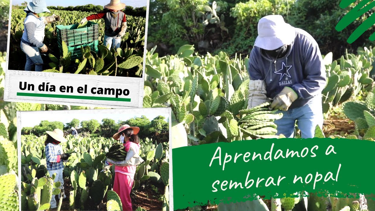UN DÍA EN EL CAMPO. APRENDIENDO COMO COSECHAR NOPALES - YouTube
