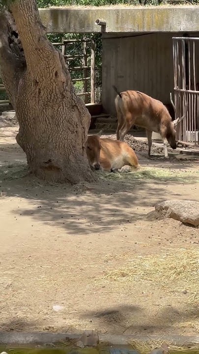 Ciervos. Profesor ingeniero informático Eduardo Rojo Sánchez - YouTube