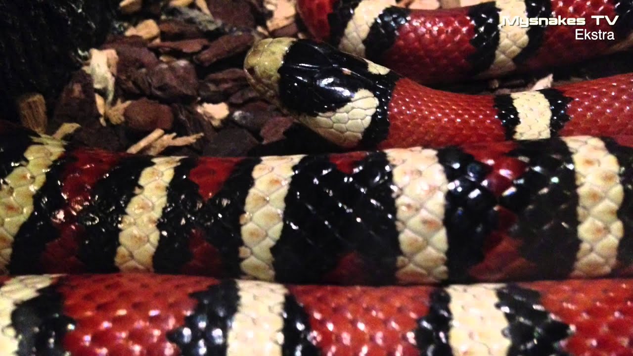 NO talk ....... just reptiles #3 - Mysnakes TV EKSTRA - YouTube