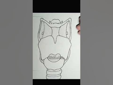 How to draw larynx | Drawing in a minute - YouTube