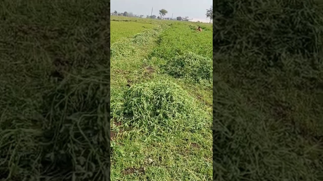 Unlimited Green Fodder Barsim For Animal - YouTube