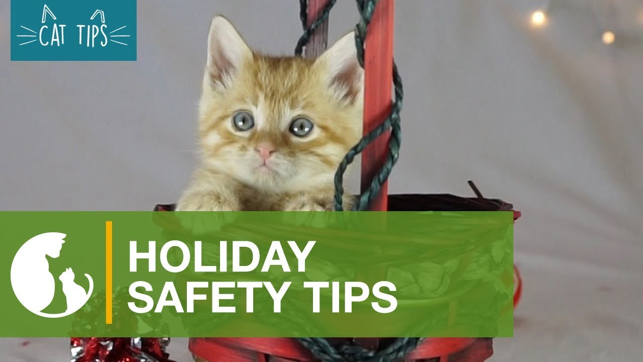 Cat Tips Home - Holiday Safety - YouTube
