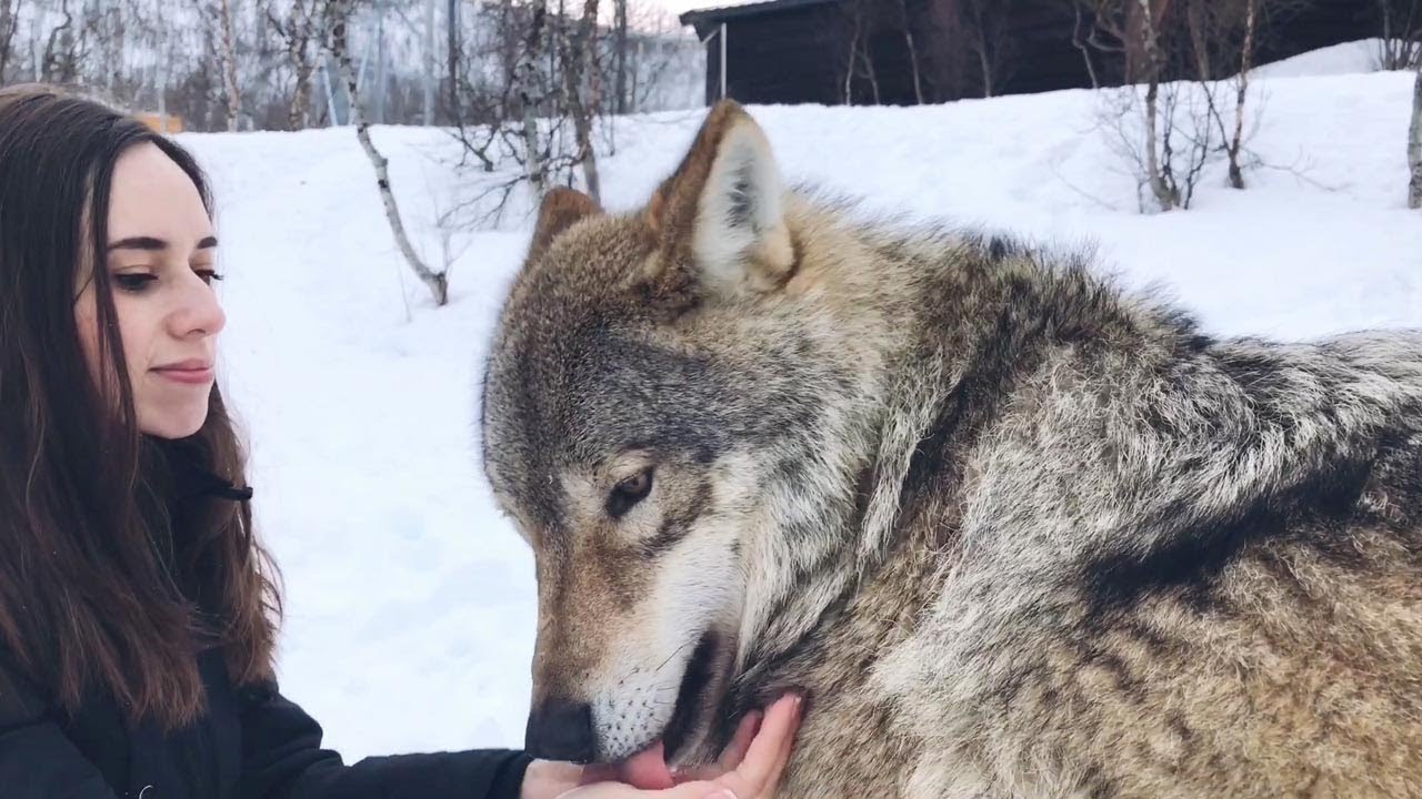 Couple Visit 'Wolf Hotel' As Part Of Their Bucket List - YouTube