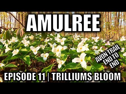 Amulree Episode 11: Walking the Avon Trail End to End - Trilliums Bloom ...