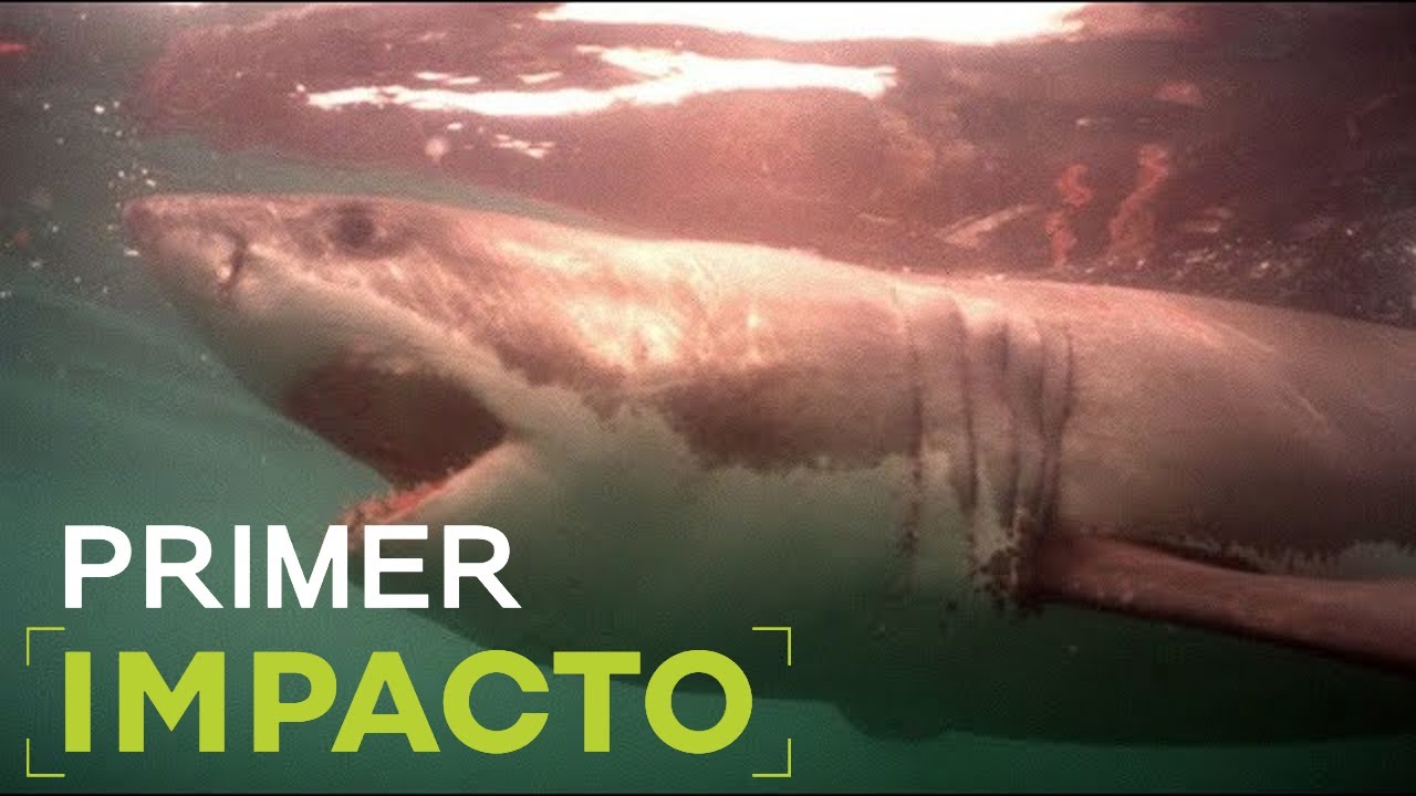 Ataques de tiburón: asustarlos y no huir, lo que debes hacer en caso de ...