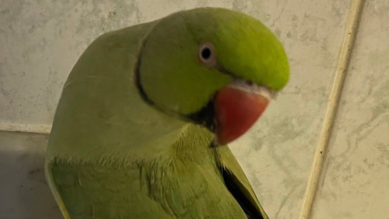 PARROT SCREAMING TOO LOUD | PARROT SCREAMING SOUNDS - YouTube