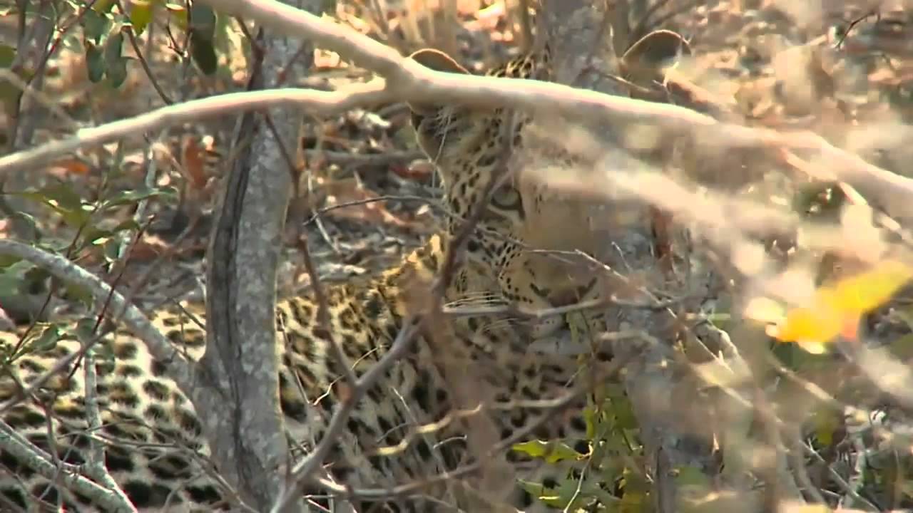 Leopard Sindile on AM Drive SafariLive WildEarth 8/21/2015 - YouTube