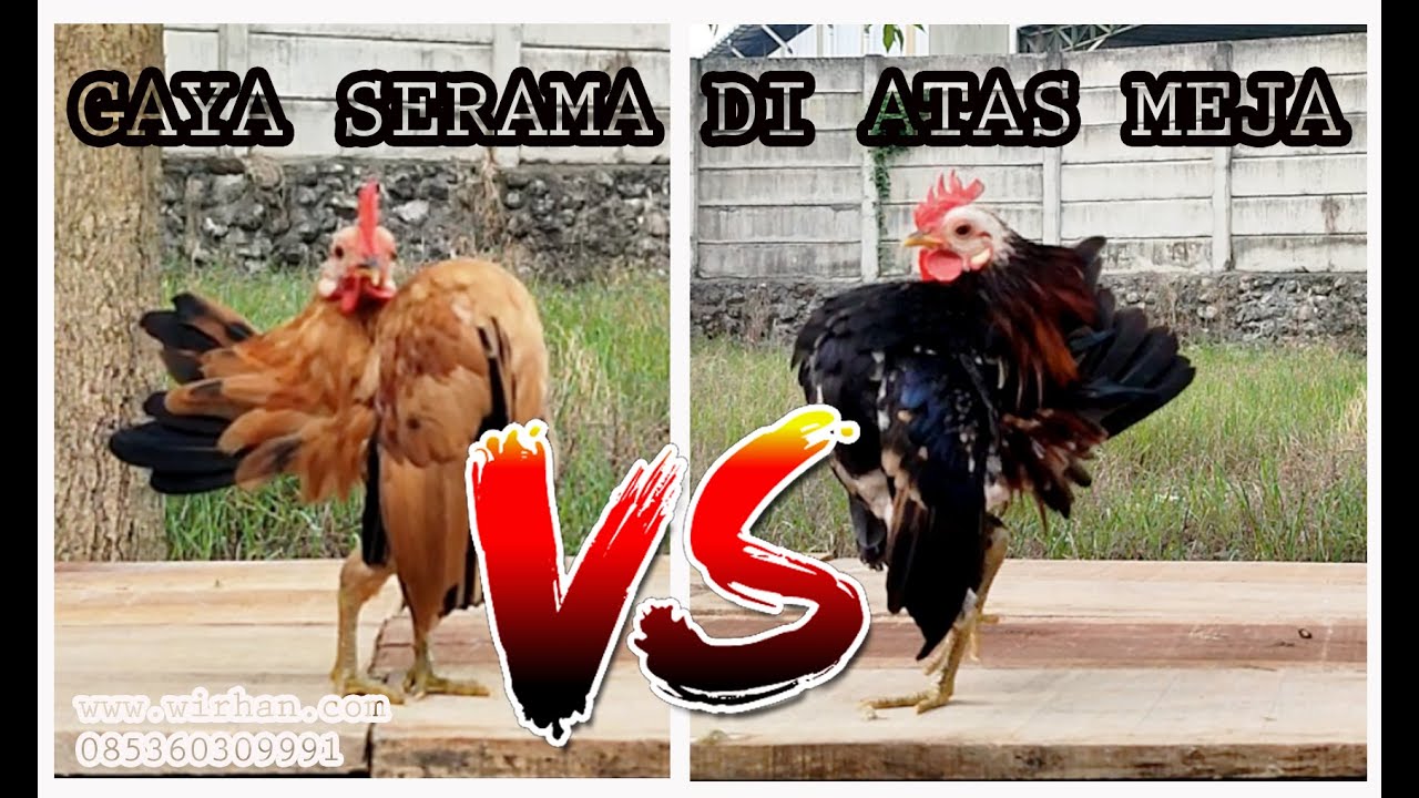 Ayam Serama Show Quality (Ayam Kontes) - YouTube