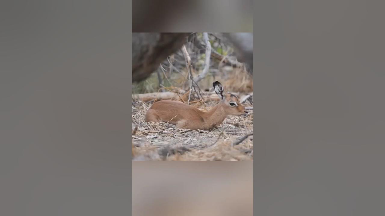 Unfortunate Young impala hunted by python and a hyena - YouTube