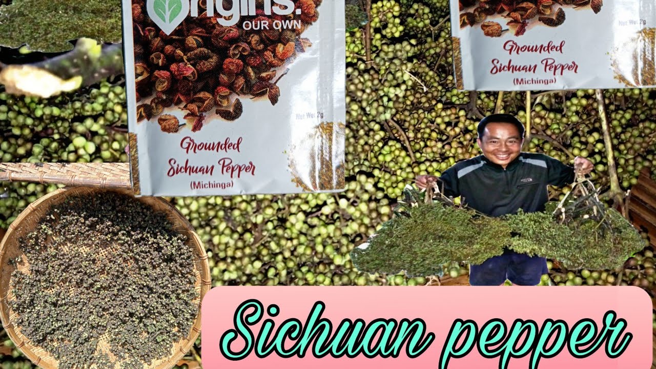 processing of Sichuan pepper|| one of the lesser known spices of India ...
