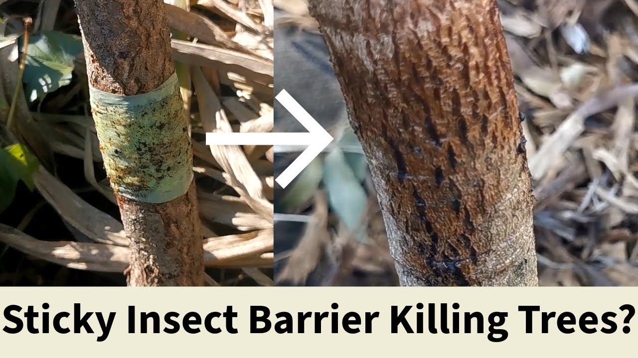 The Sticky Insect Barrier Might be Killing Your Fruit Trees - YouTube