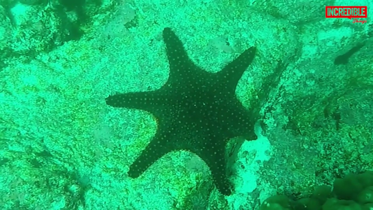 Divers Find Mutant 6-Arms Starfishs in Galapagos Islands - YouTube