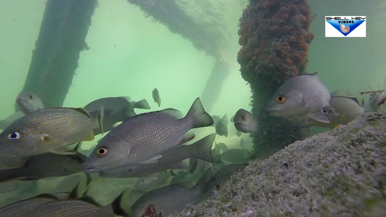 Hungry fish under dock in Key West - YouTube