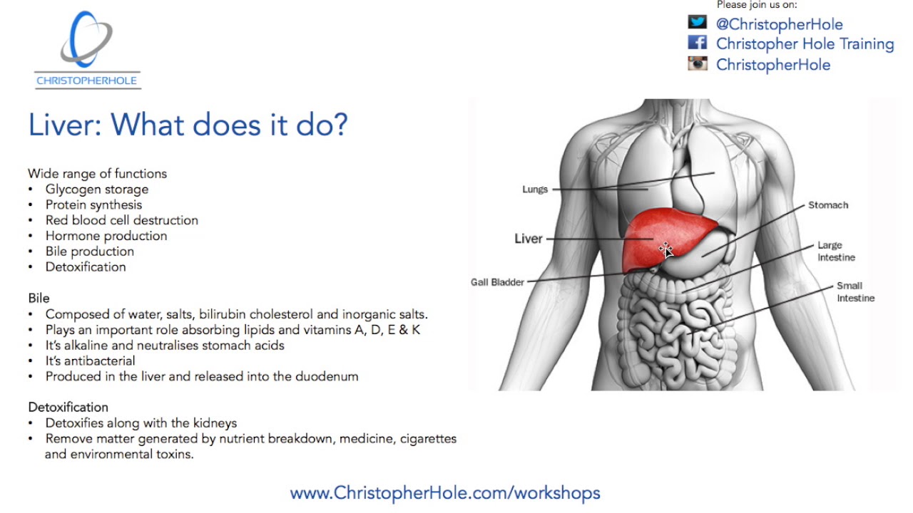 The Importance Of A Healthy Liver YouTube the-importance-of-a-healthy-liver-youtube