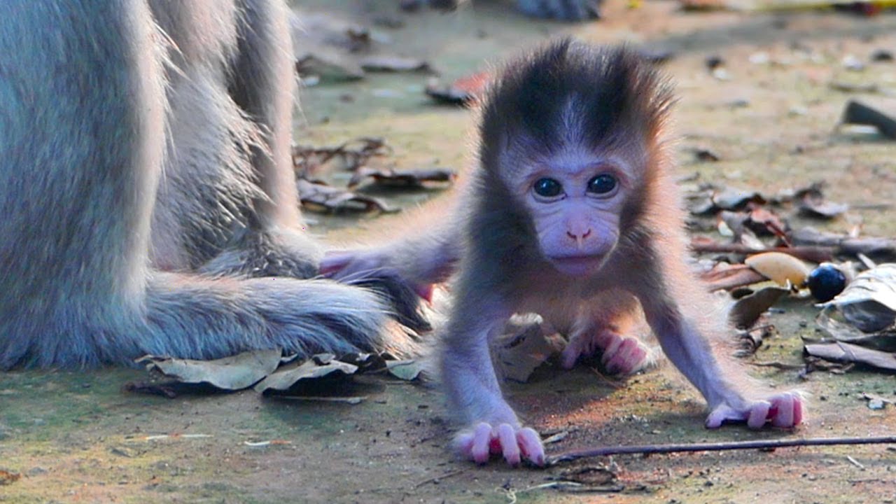 Wow ! Newborn baby monkey learn to walk shaking body - when Mom sits ...