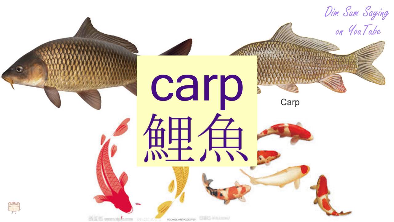 "CARP" in Cantonese (鯉魚) - Flashcard - YouTube