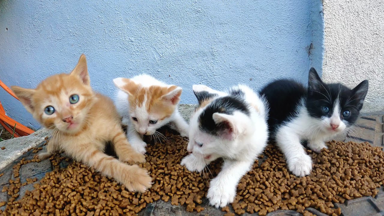 4 Baby Kittens are eating Dry Cat Food for the first time in their life ...