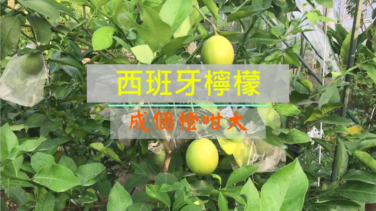 西班牙檸檬(Spanish Lemon), 種第2年出好多果, 又香又大又圓又多汁, 2020喜豐收! - YouTube