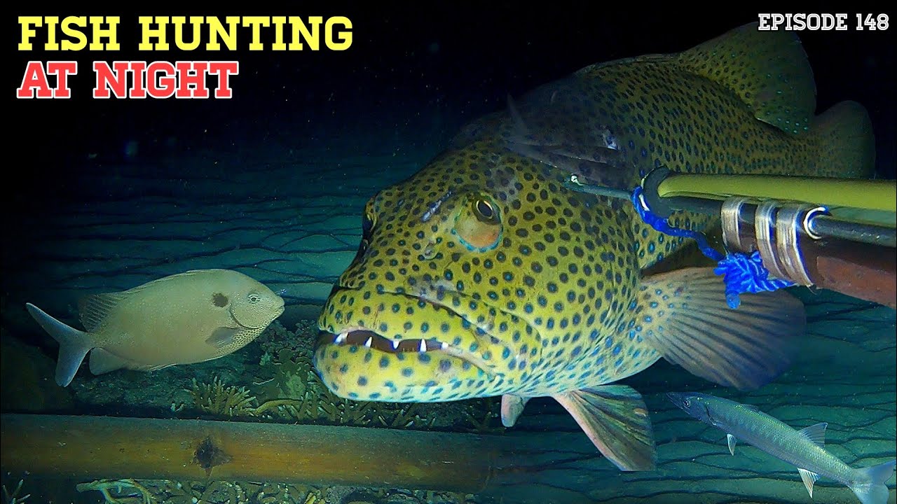 NIGHT SPEARFISHING EPISODE 148 | FISH HUNTING AT NIGHT - YouTube