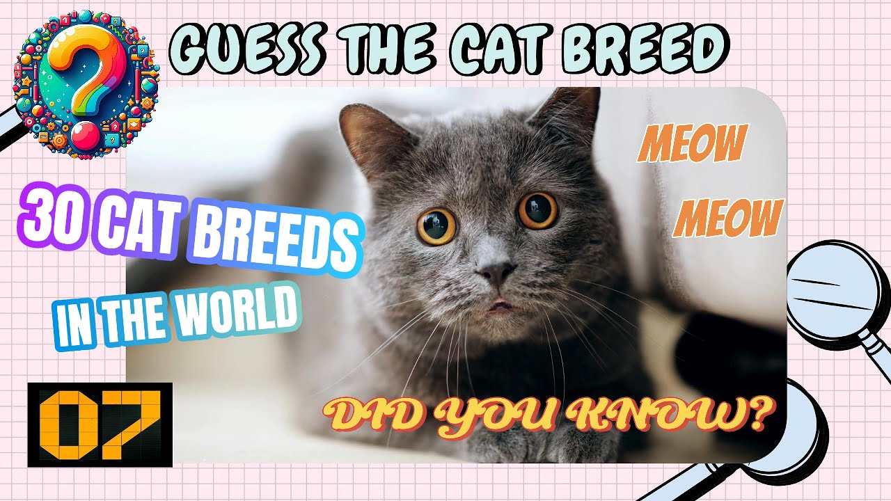 Guess the Cat Breed: Test Your Feline Knowledge! | Are You a Cat Lover ...