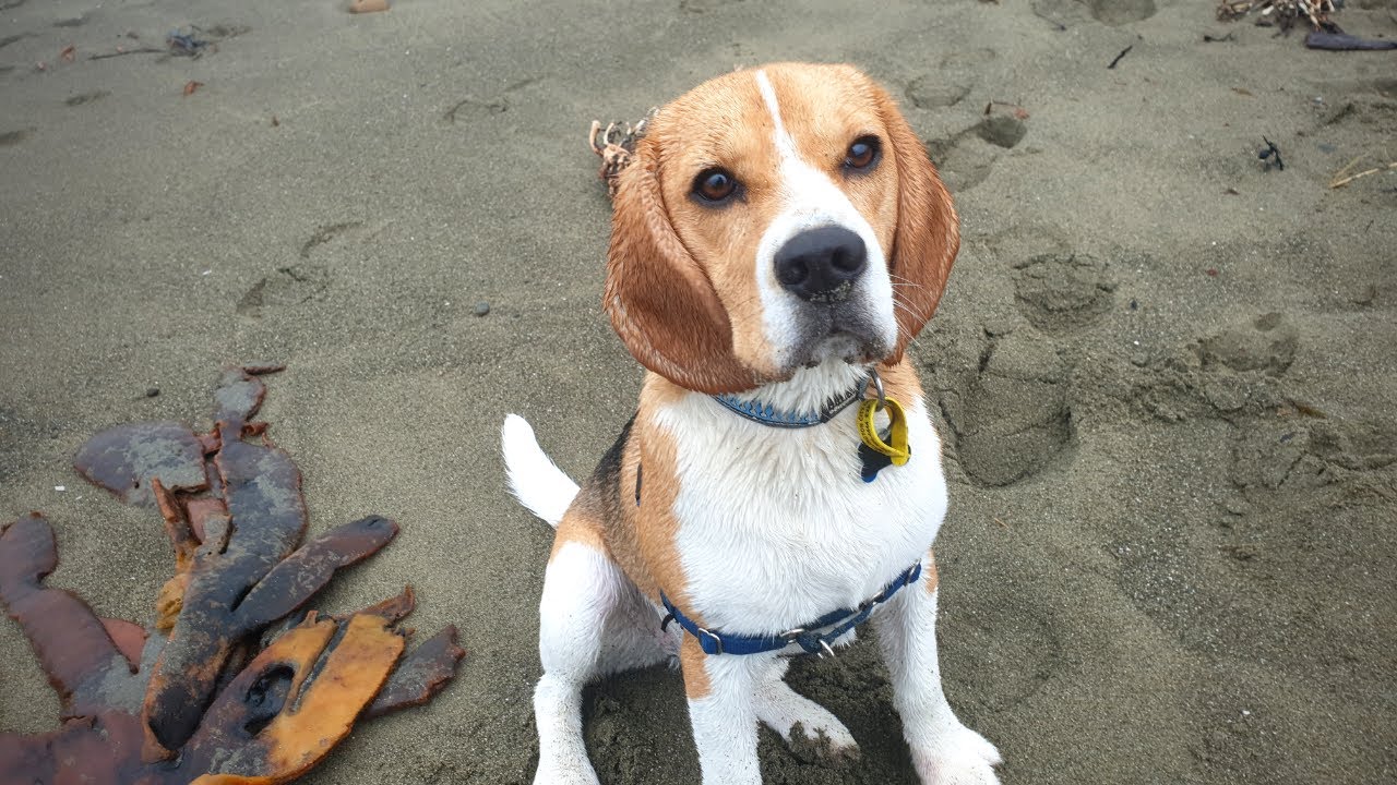 Beagle Puppy Beach Play - YouTube