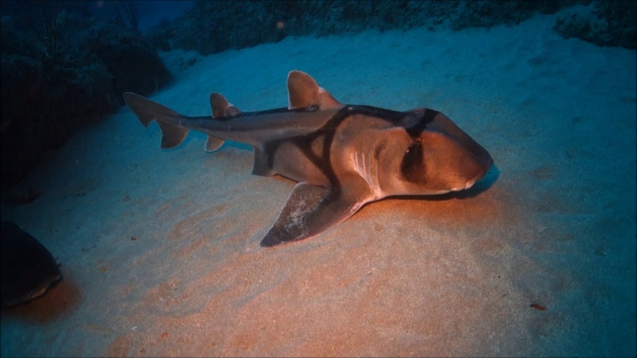 Jervis Bay Port Jackson Sharks - YouTube