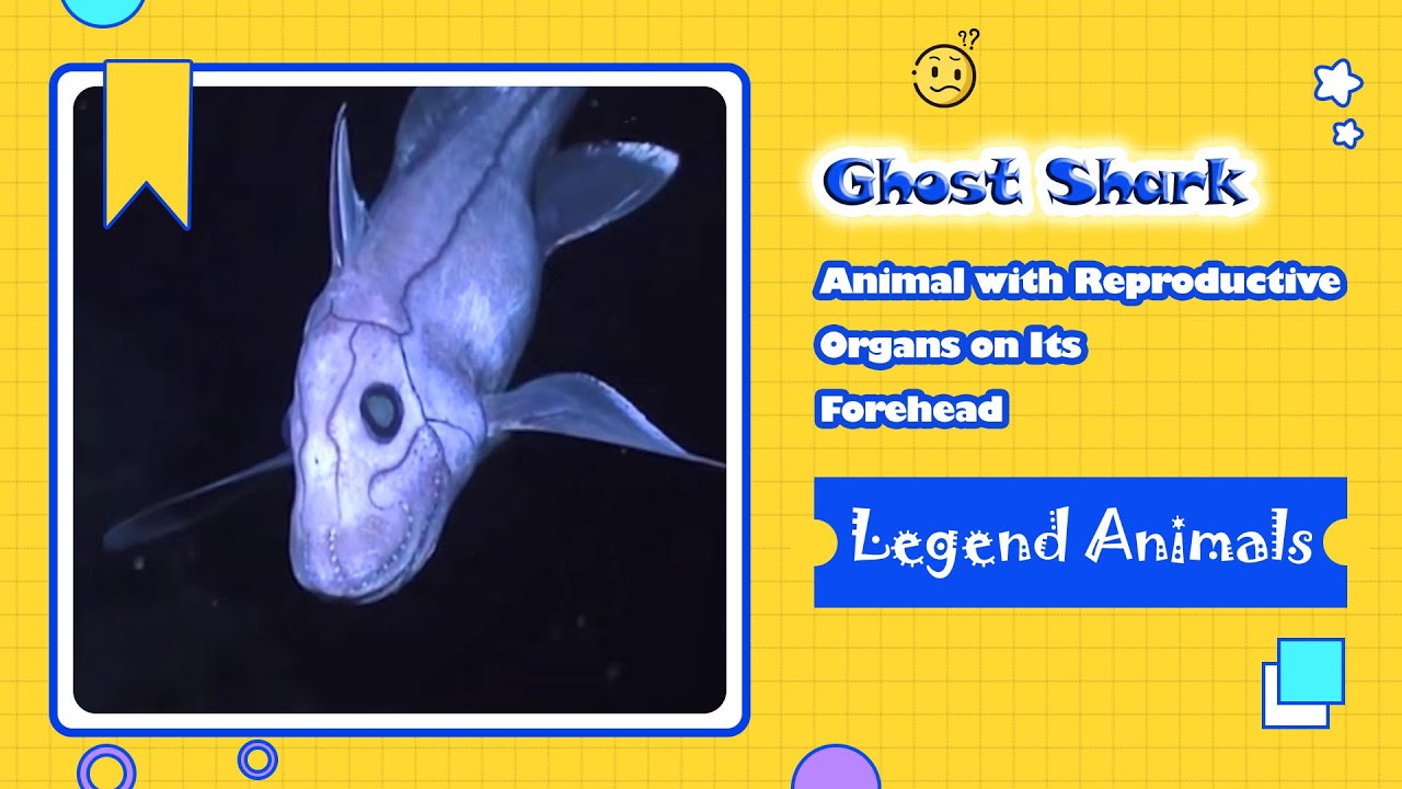 Animal with Reproductive Organs on Its Forehead - Ghost Shark#animals # ...