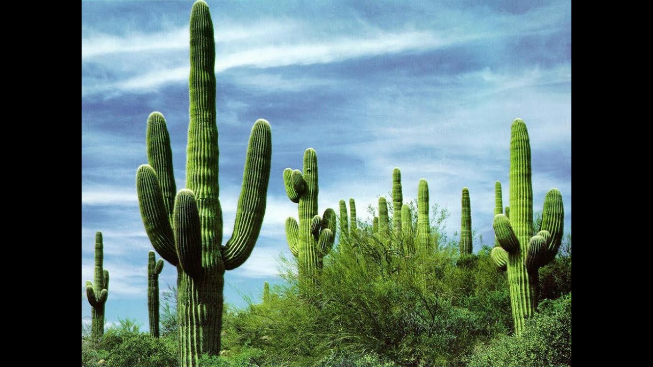 PLANTS HABITATS YouTube plants-habitats-youtube