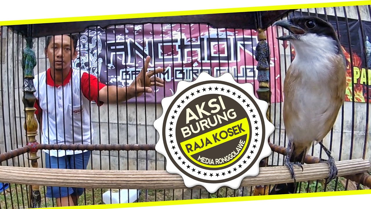 SUARA BURUNG : Tarian Tangan Goda Cendet Raja Kosek Jadi Gacor Milik ...