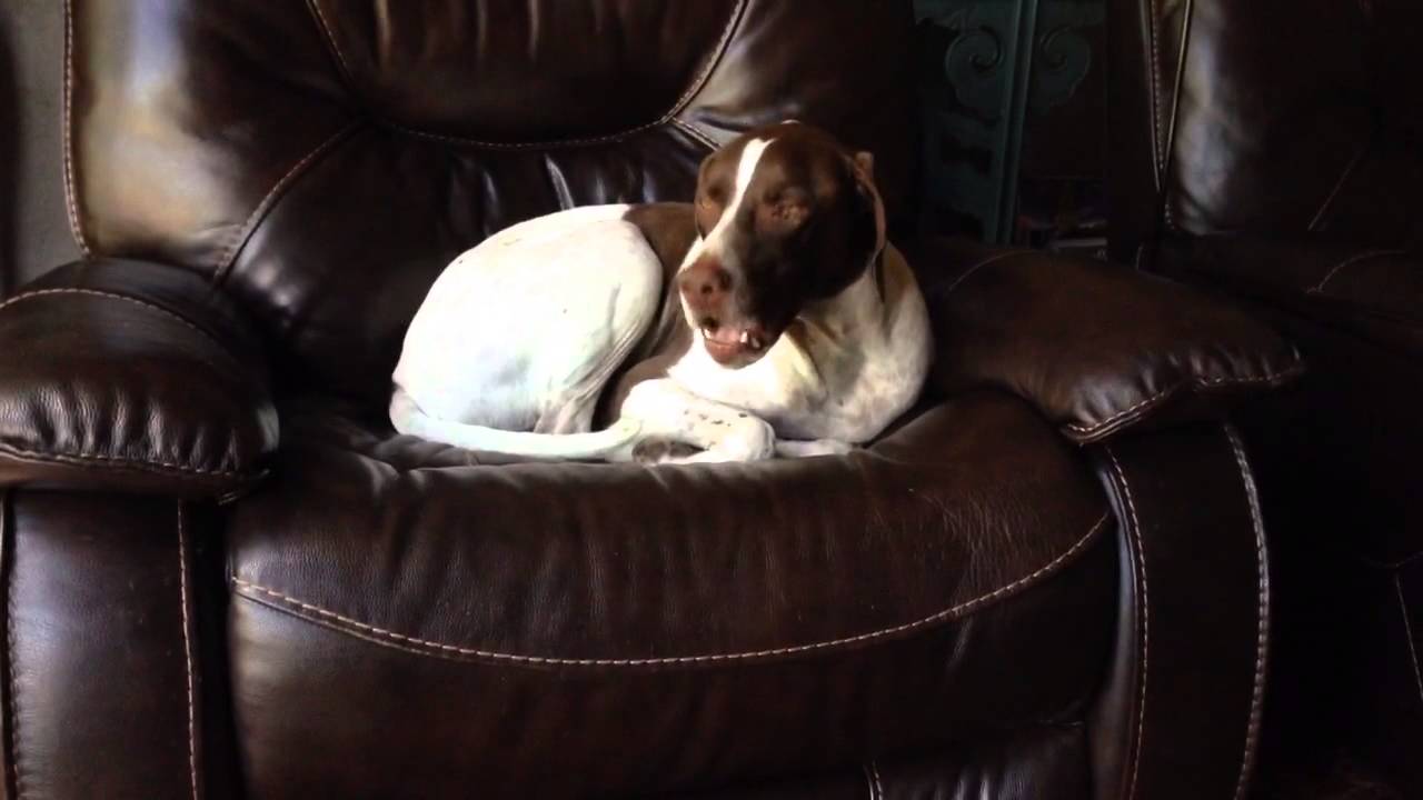 Dog answering phone - YouTube