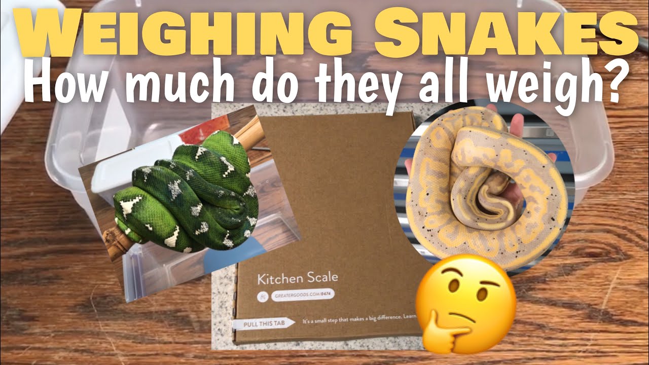 We Got A New Scale | Weighing Every Snake We Own - YouTube