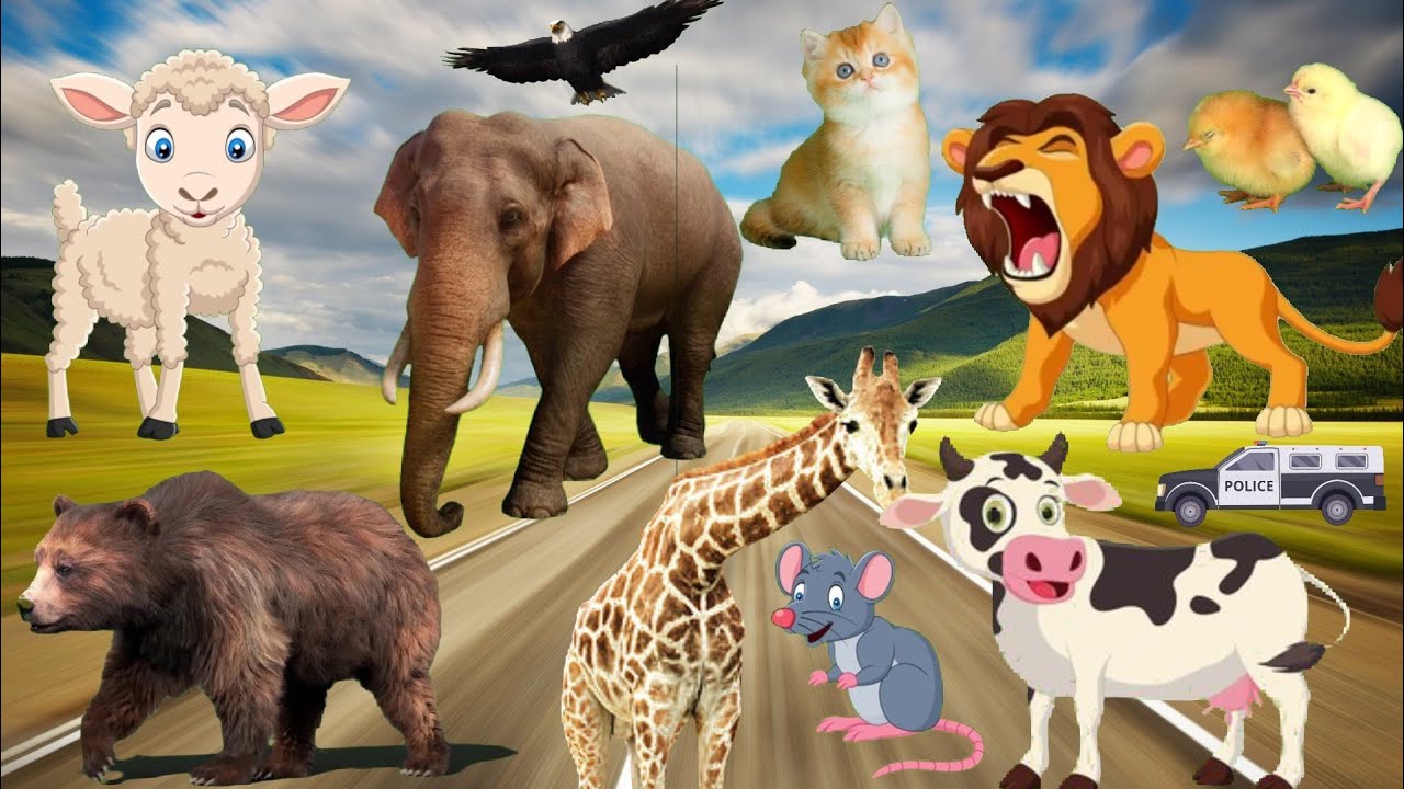 Cute animal video , cow , cat , elephant, lion ,tiger , rabbit pig , ox ...