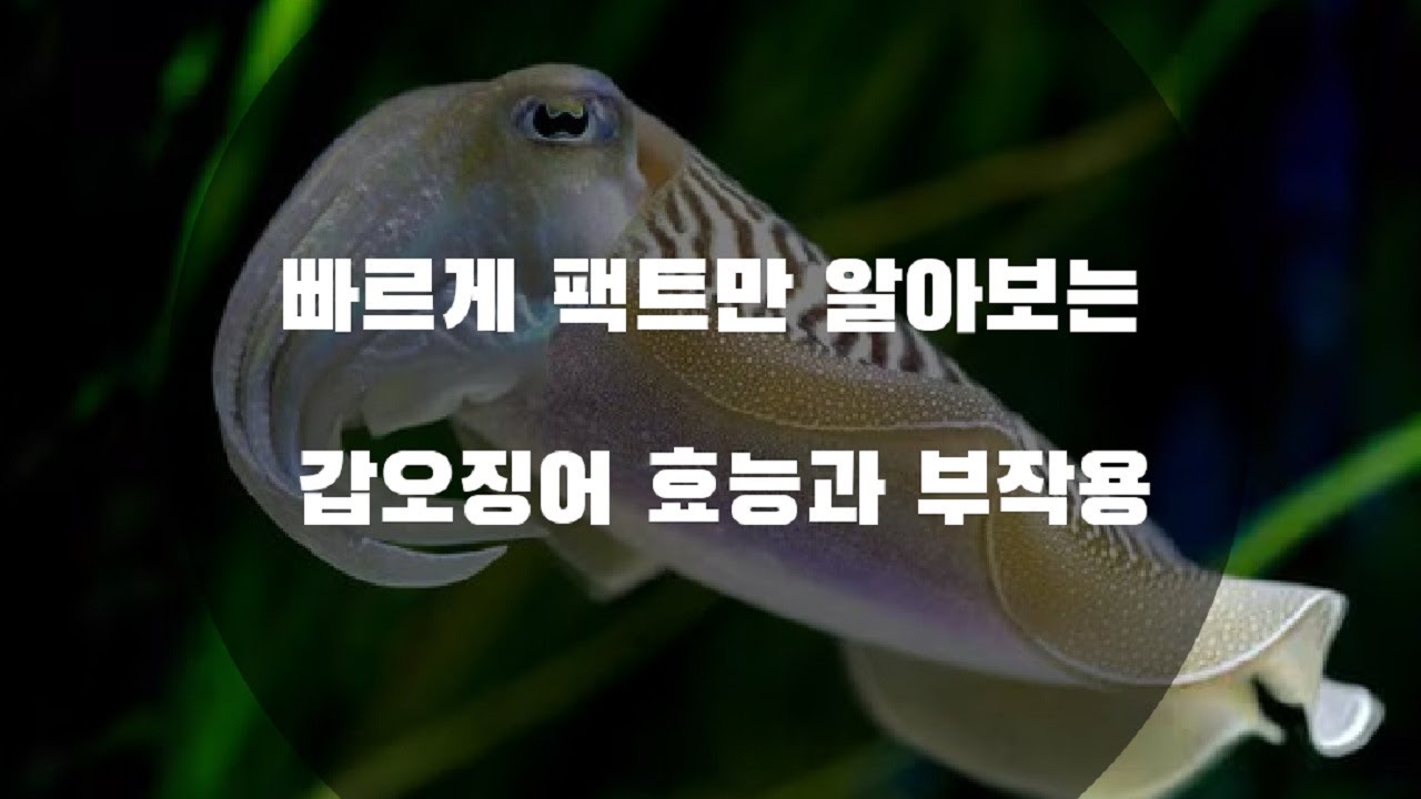 갑오징어 효능과 부작용 , Cuttlefish Efficacy and Side Effects - YouTube