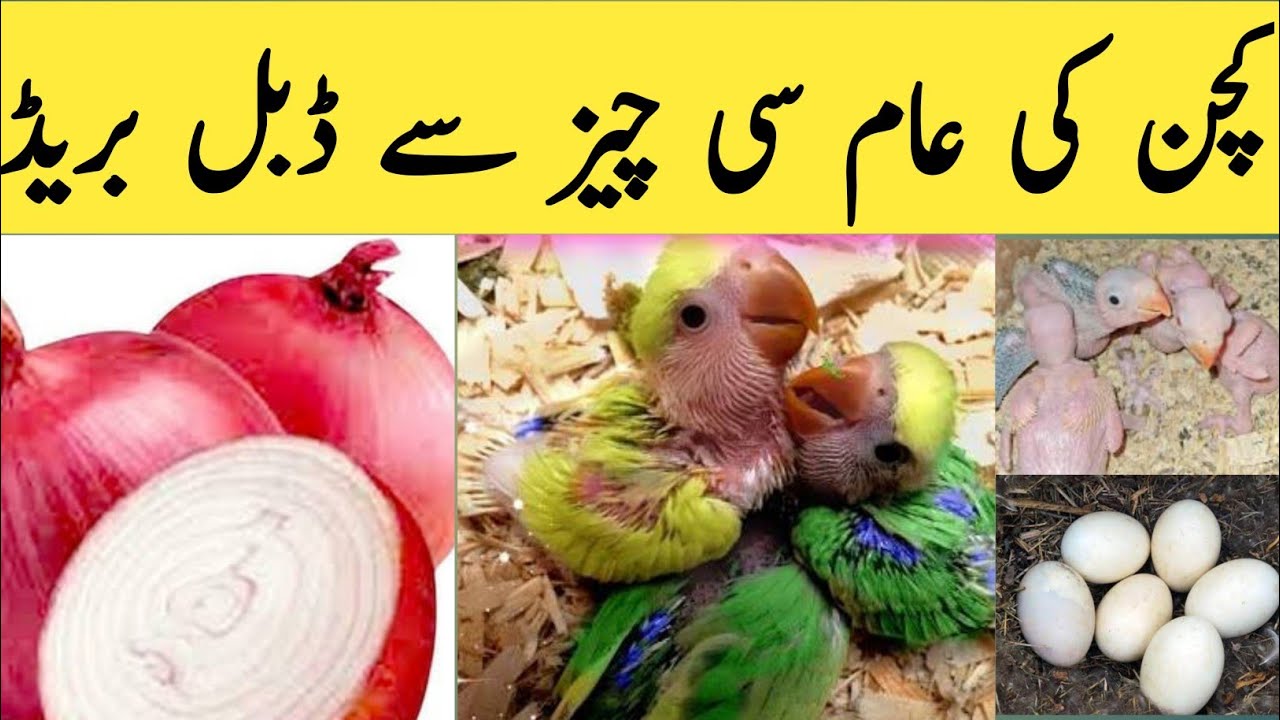 Kitchen ki aam si cheez say zabardasat breed | Birds breeding formula ...