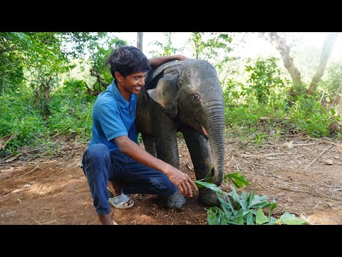 A baby elephant was adopted😉🤪🐘 | ആനക്കുട്ടിയെ ഉണ്ടാക്കിയപ്പോൾ!😉🐘