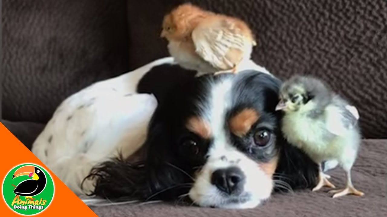 🐒 Funny Animals Vol. 34 | Animals Doing Things - YouTube